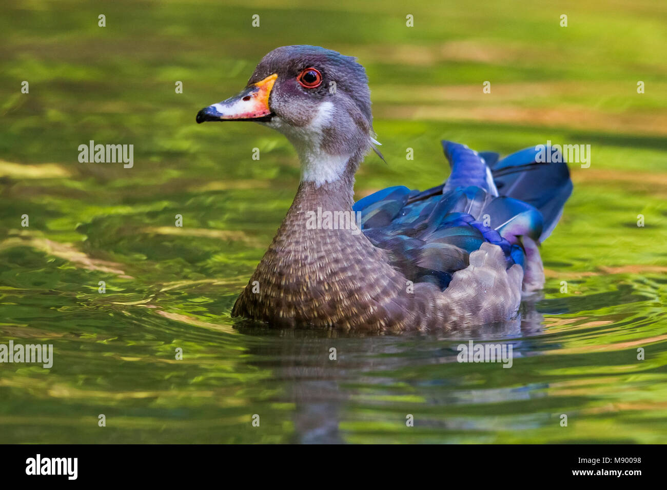 Adult bird in eclipse plumage hi-res stock photography and images - Alamy