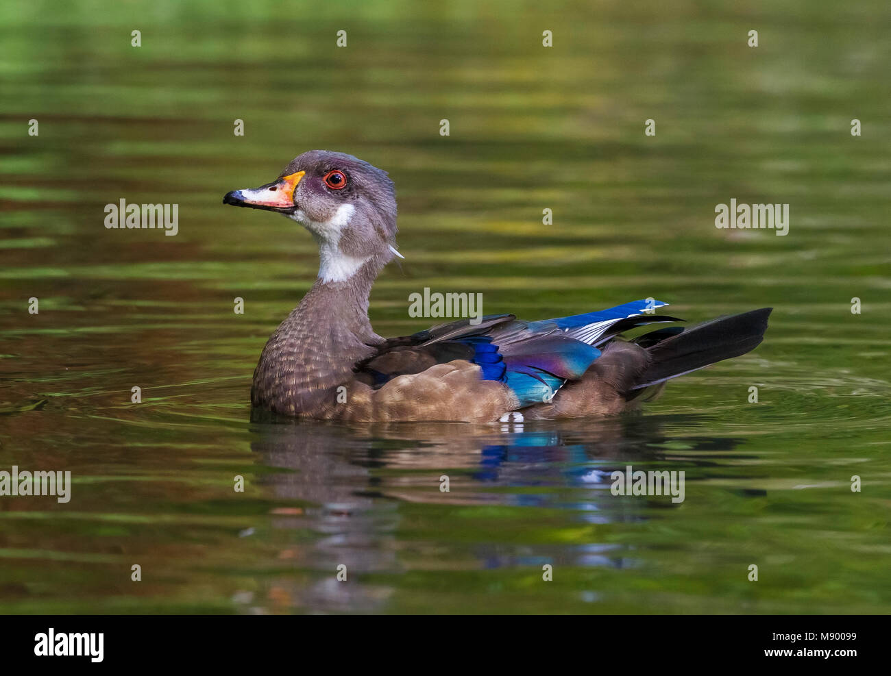 This long-stayer drake Wood Duck was firstly seen October 2002 to at ...