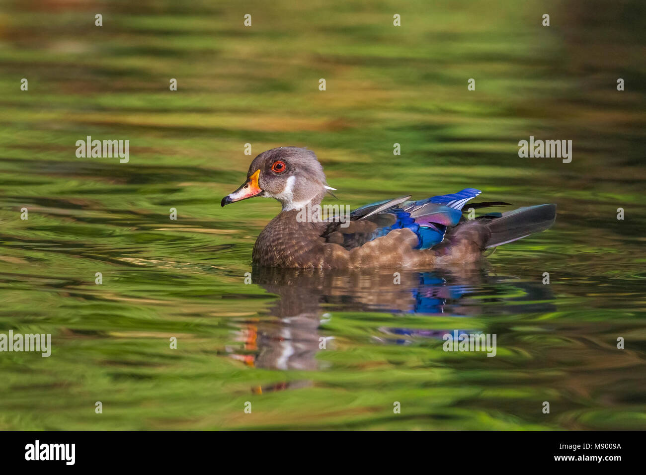 This long-stayer drake Wood Duck was firstly seen October 2002 to at ...