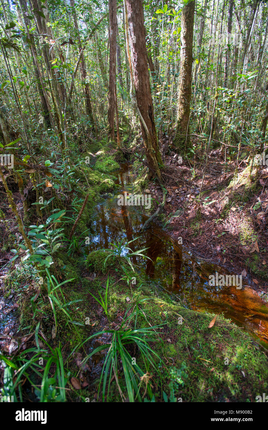 Stream running throuh the jungle, Maliau Basin, Sabah, Malaysia, Borneo ...