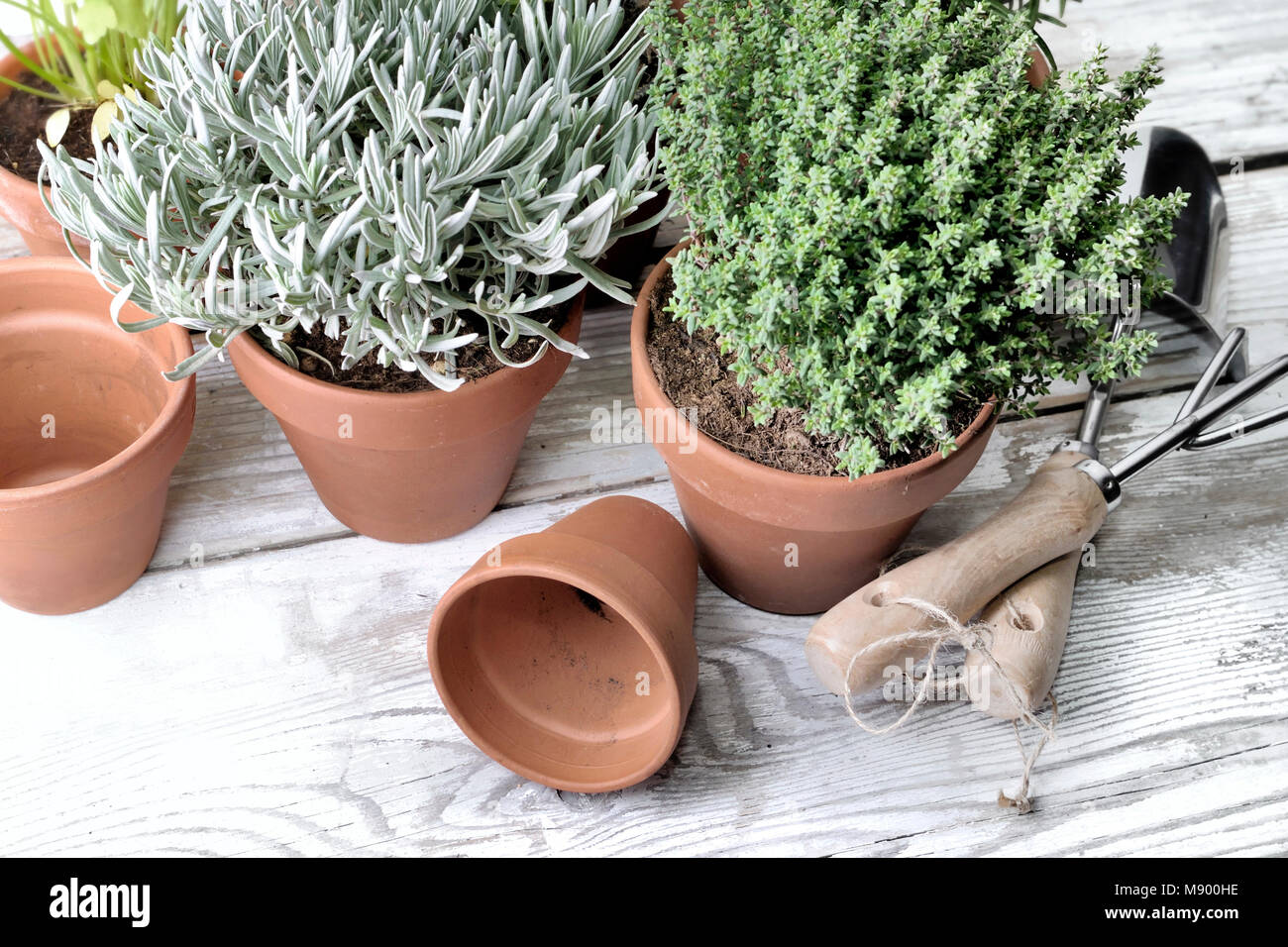 various herbs aromatic in pot on white wooden table with gardening ...