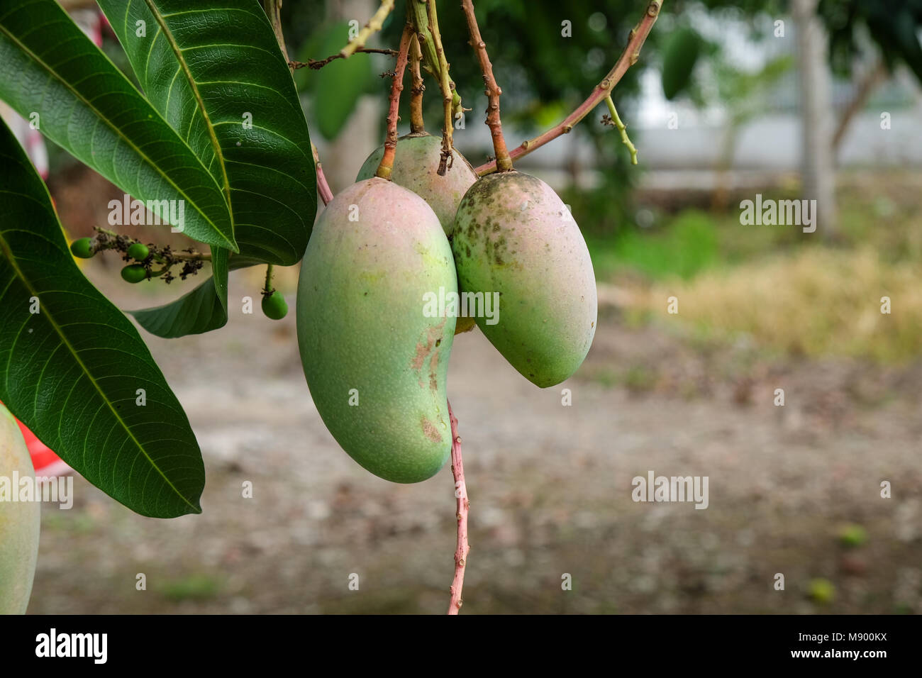 Royalty high quality free stock image of green mango on tree. Mango is ...