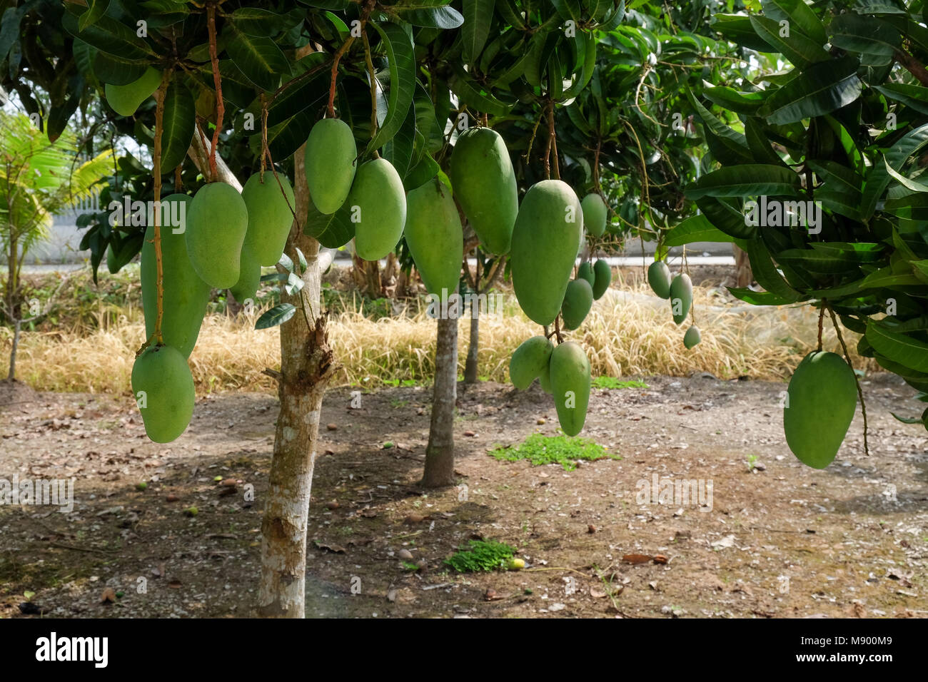 Royalty high-quality free stock image of green mango on tree in the ...