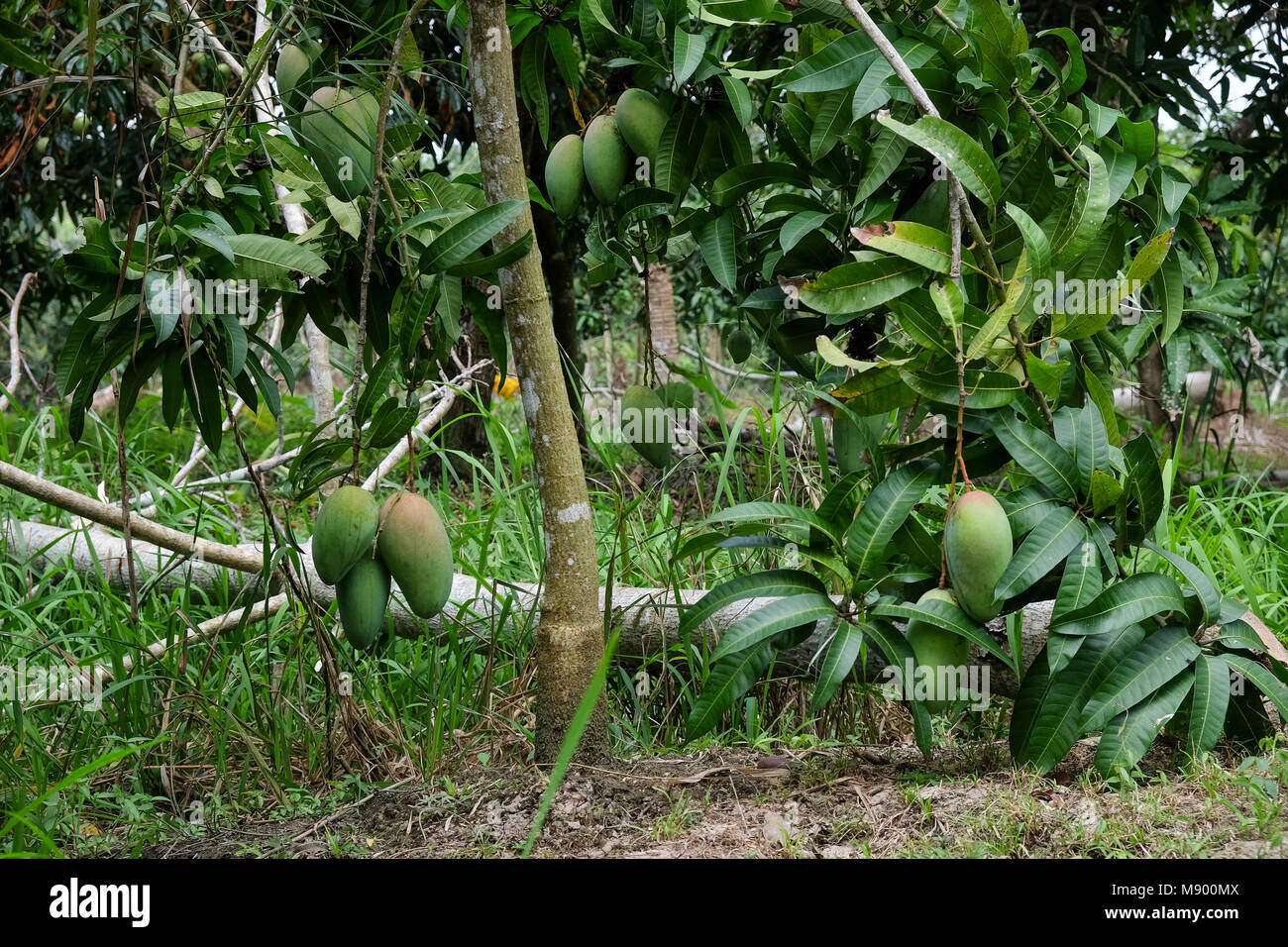 Royalty high-quality free stock image of green mango on tree in the ...