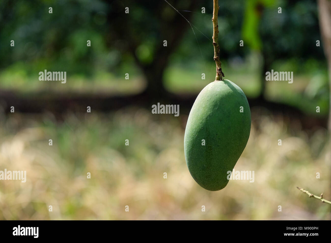 Royalty high-quality free stock image of green mango on tree in the ...