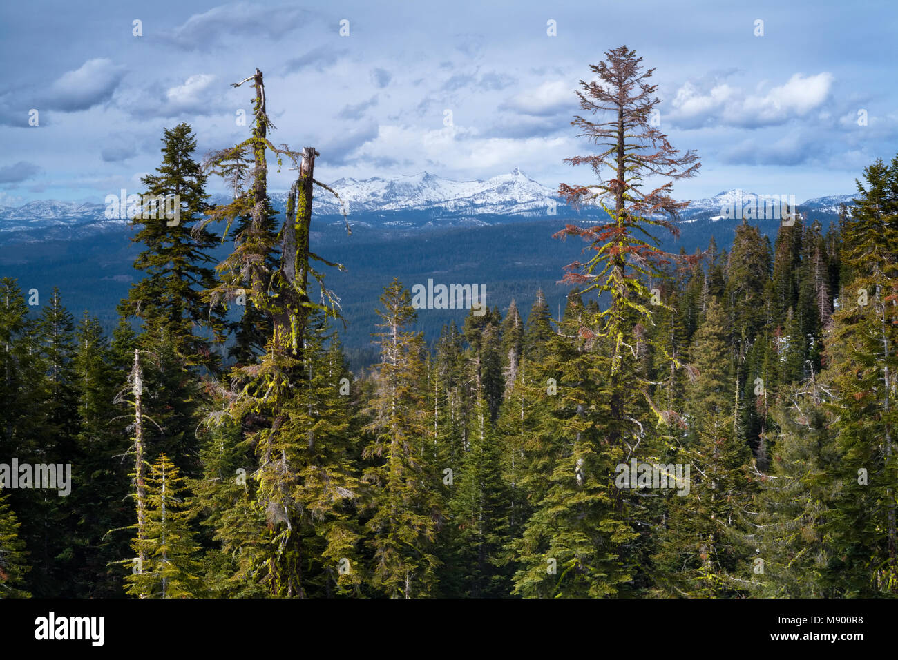 A forest with the Carson Mountain Range in the distance. Eldorado ...