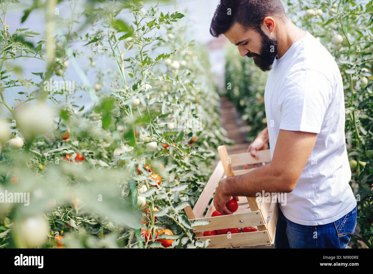 Work at the farm hi-res stock photography and images - Alamy