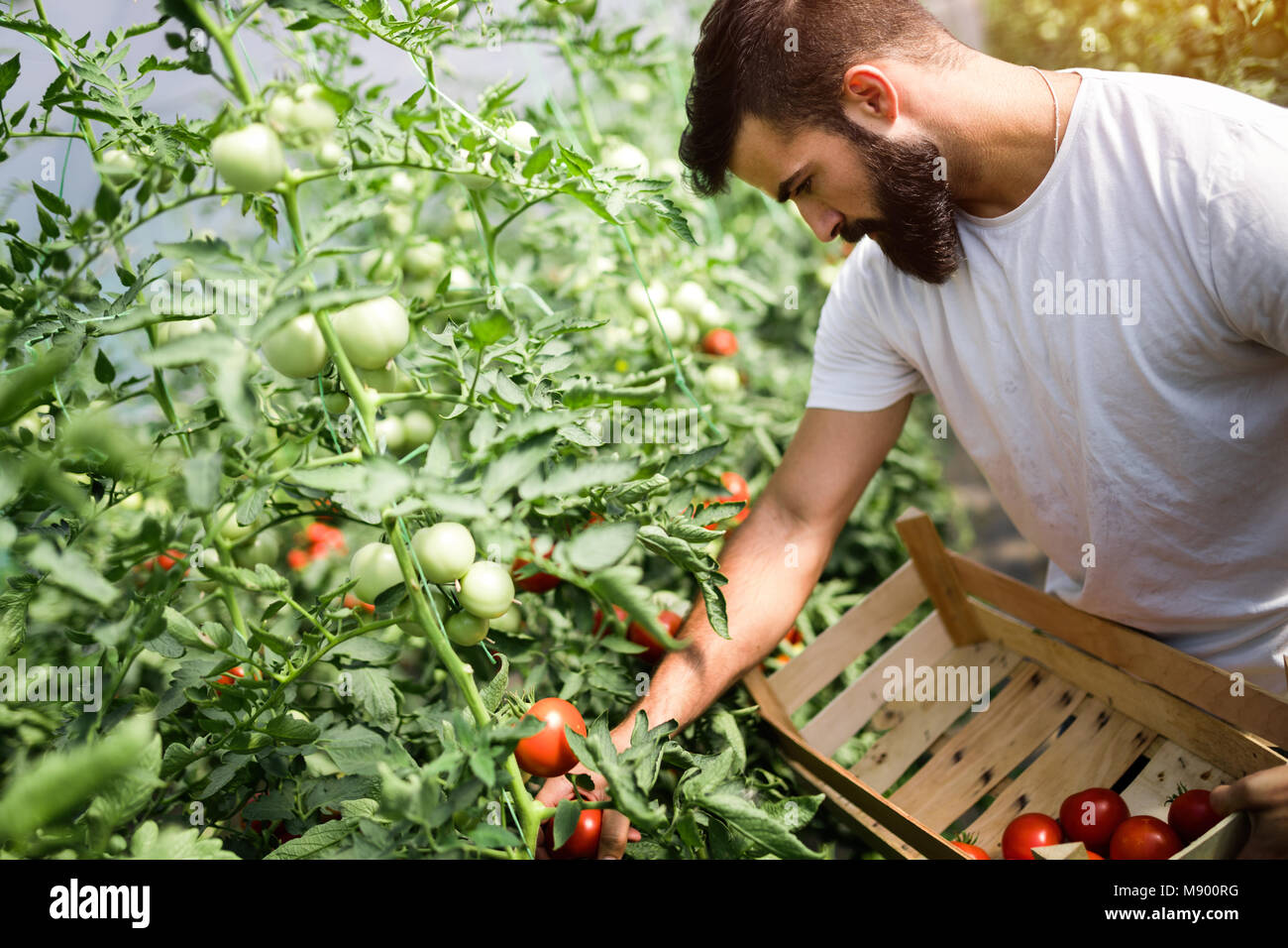 Friendly farmer at work in greenhouse Stock Photo - Alamy