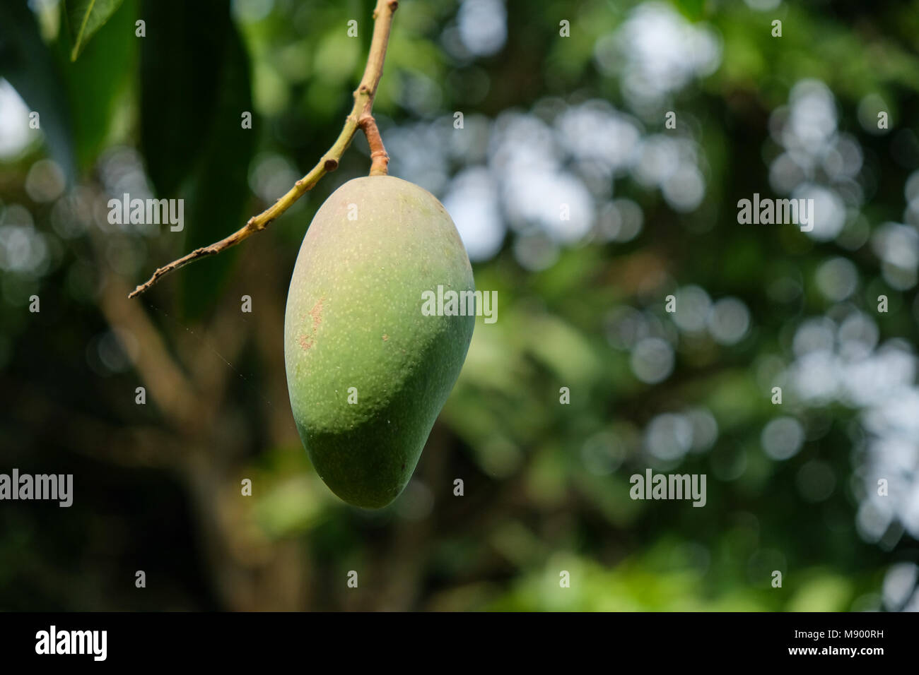 Royalty high-quality free stock image of green mango on tree in the ...