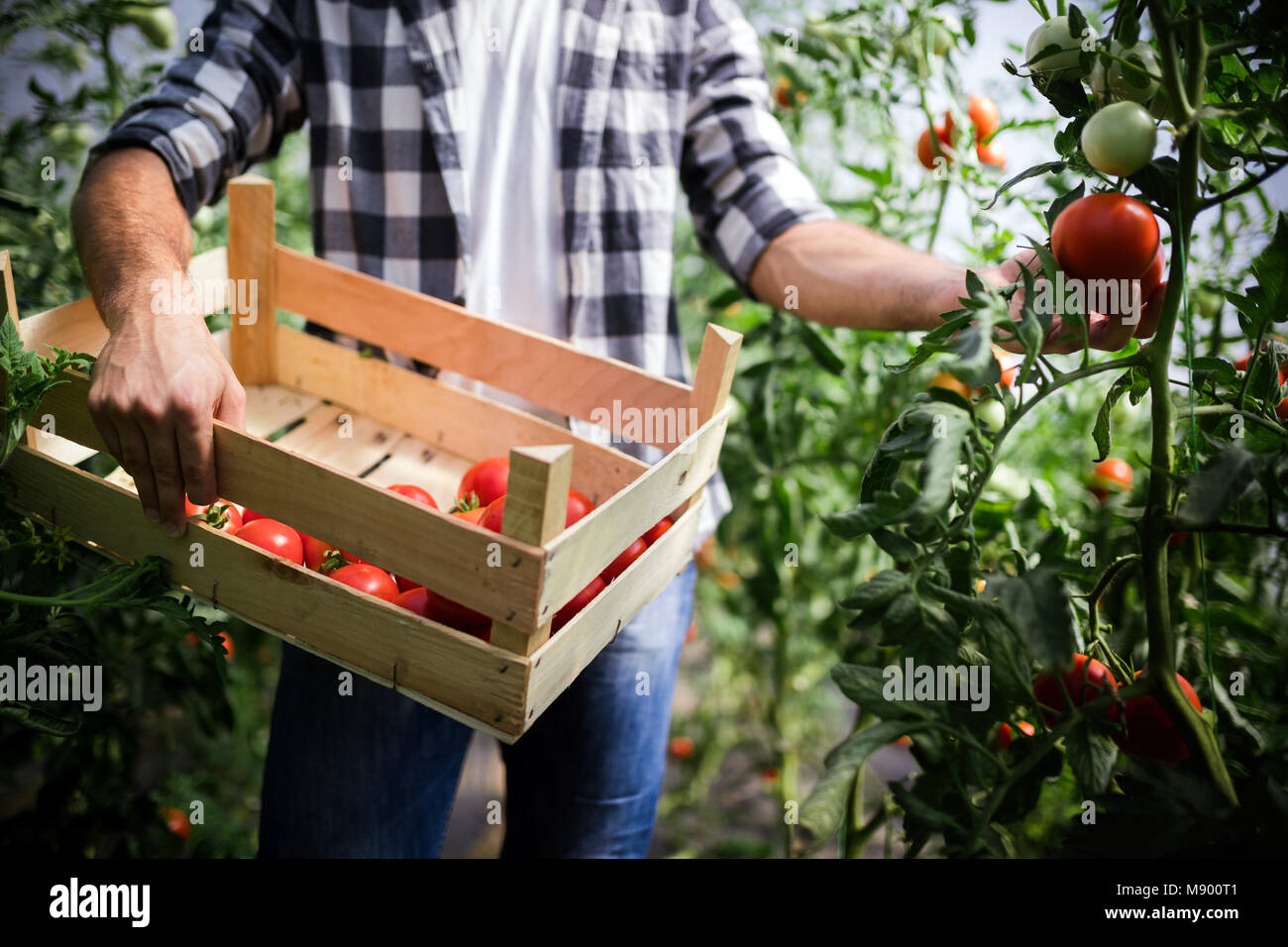 Friendly farmer at work in greenhouse Stock Photo - Alamy