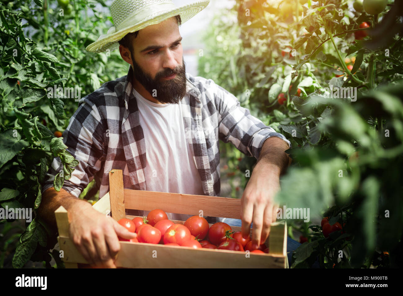 Caucasian farmer picking fresh tomatoes from his hothouse Stock Photo - Alamy
