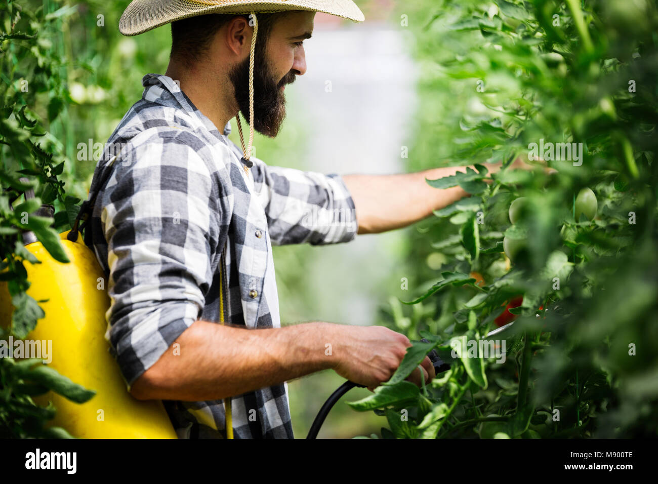 Spraying pesticide tomato hi-res stock photography and images - Alamy