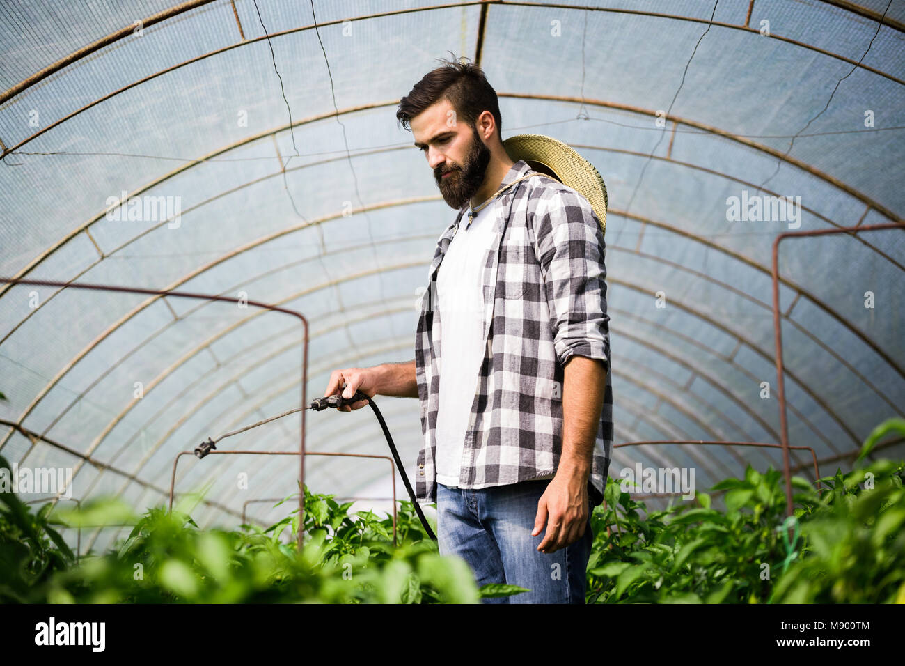 Friendly farmer at work in greenhouse Stock Photo - Alamy