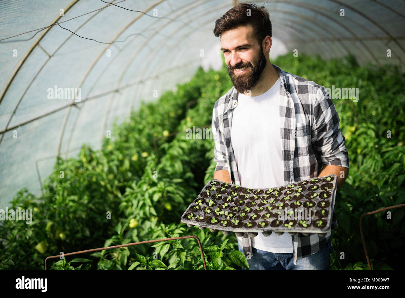 Friendly farmer at work in greenhouse Stock Photo - Alamy