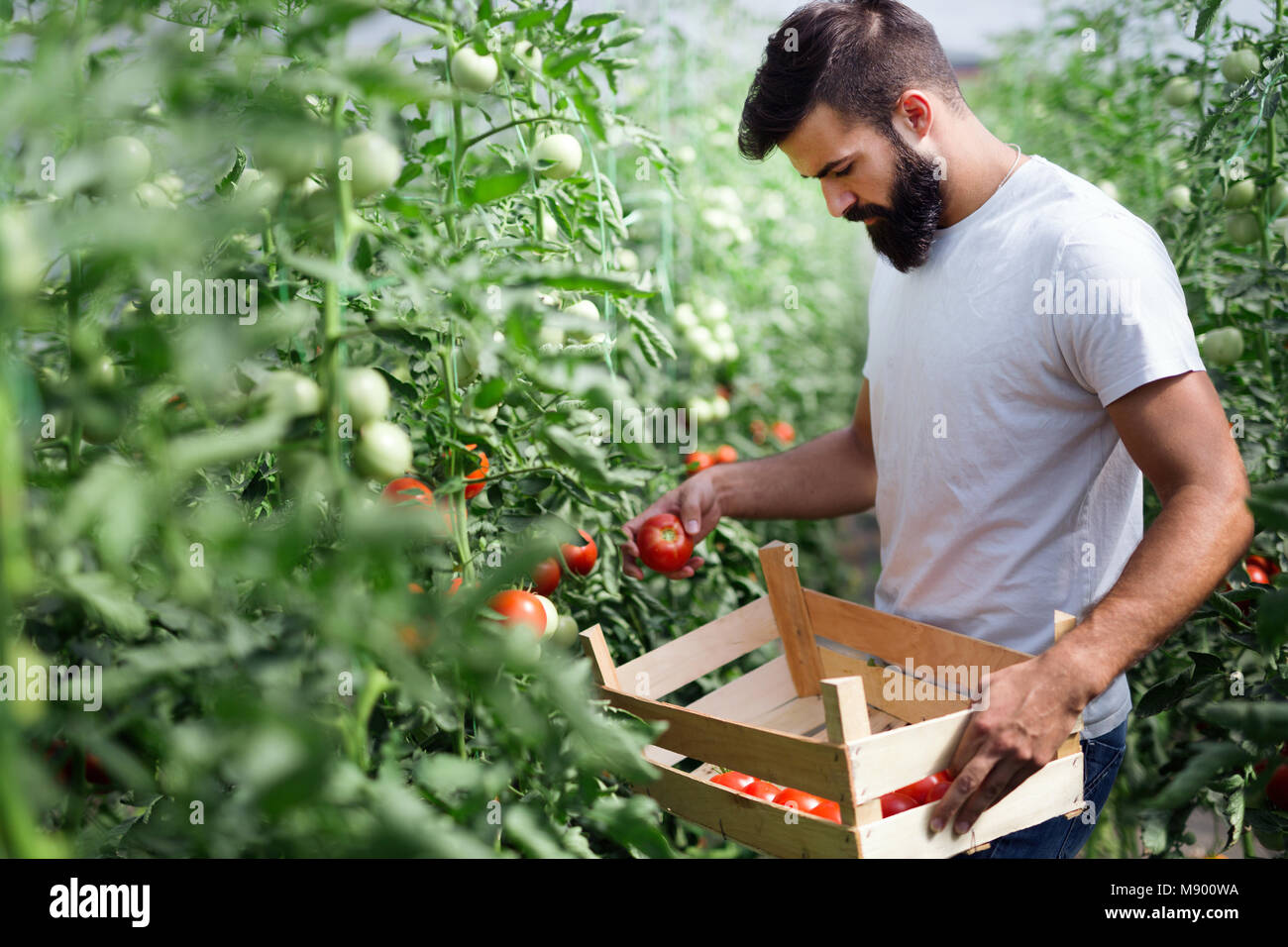 Friendly farmer at work in greenhouse Stock Photo - Alamy