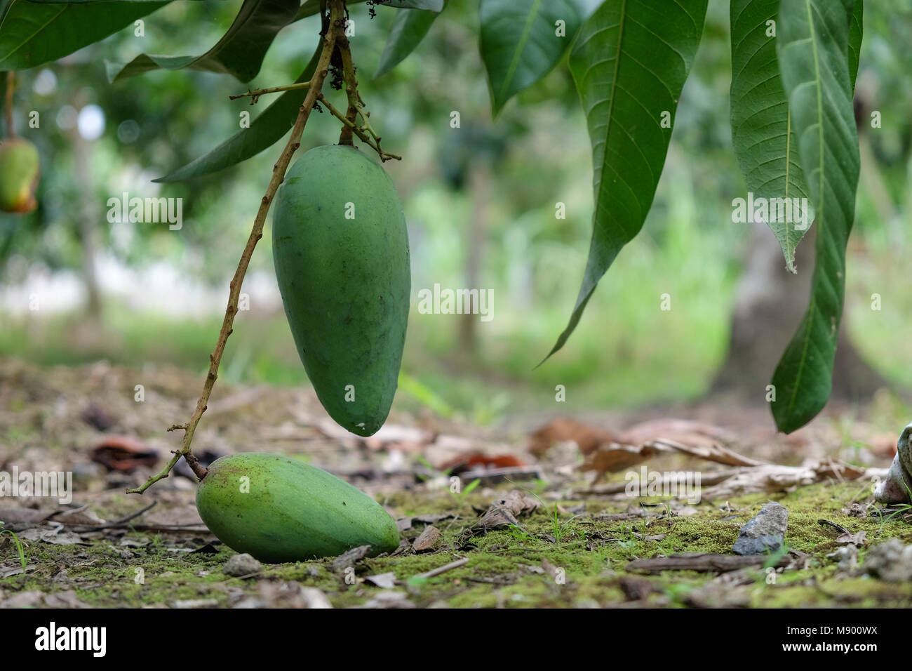 Royalty high-quality free stock image of green mango on tree in the ...
