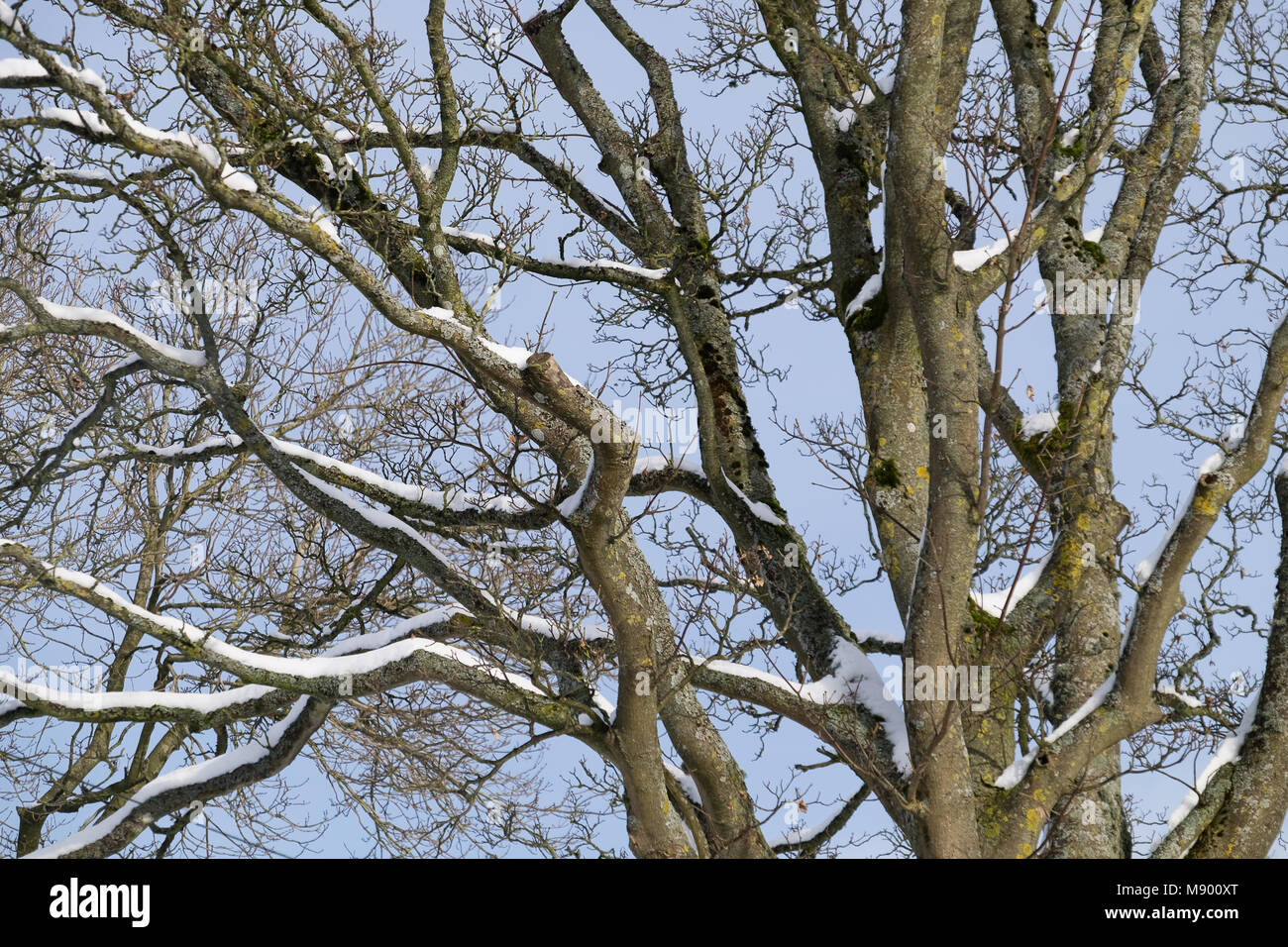 Ash trees in winter in hi-res stock photography and images - Alamy