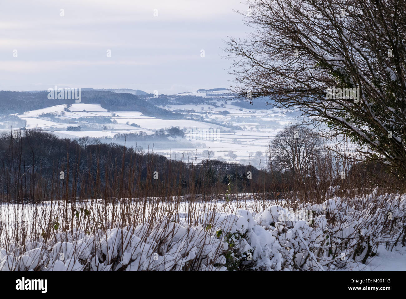 Winter hillside snow scene Stock Photo - Alamy