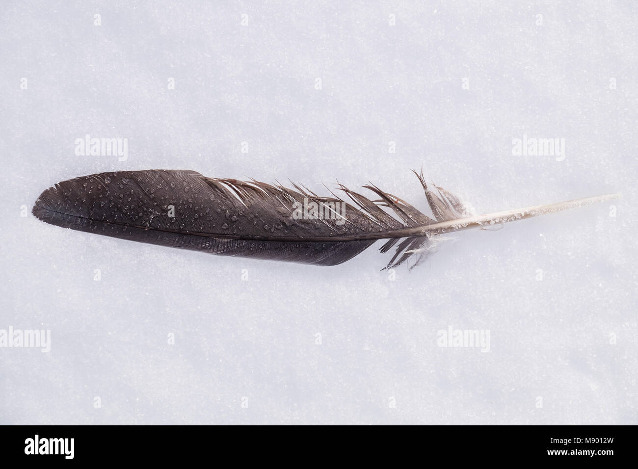 Single black feather on snow Stock Photo - Alamy