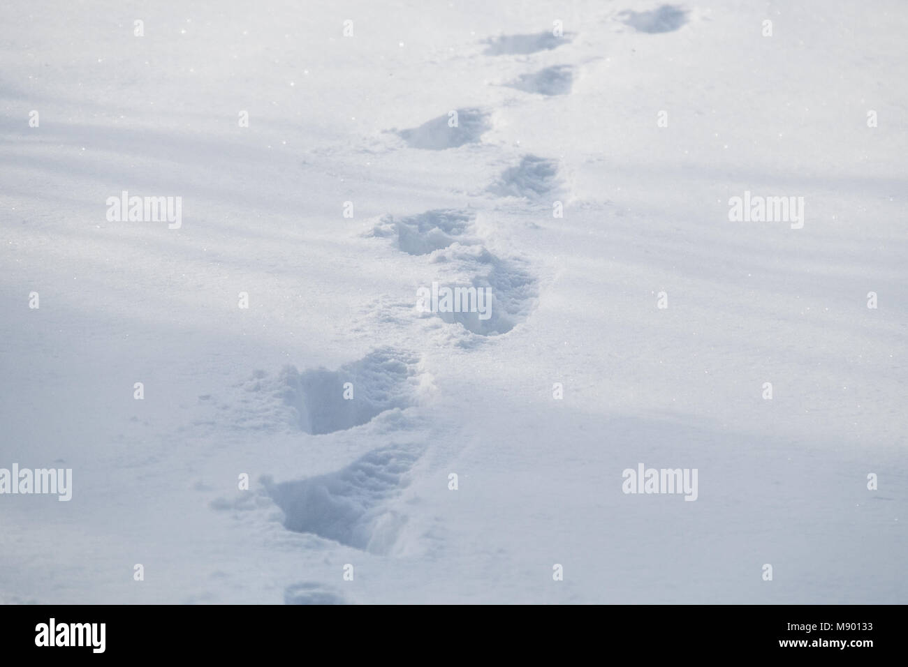 Footprints through the snow Stock Photo - Alamy