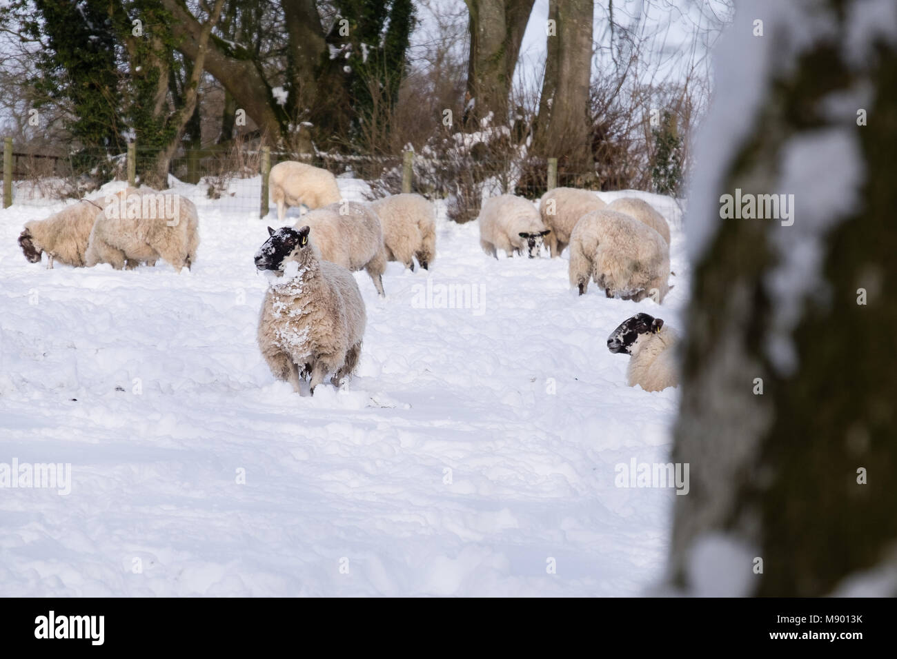 Sheep cold weather hi-res stock photography and images - Alamy