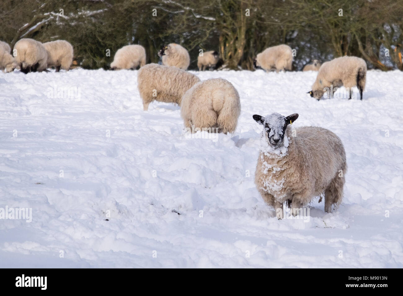 Snowy sheep face hi-res stock photography and images - Alamy