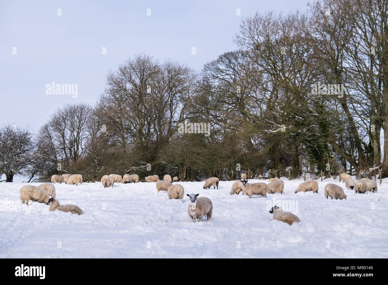 Sheep in snowy field Stock Photo - Alamy