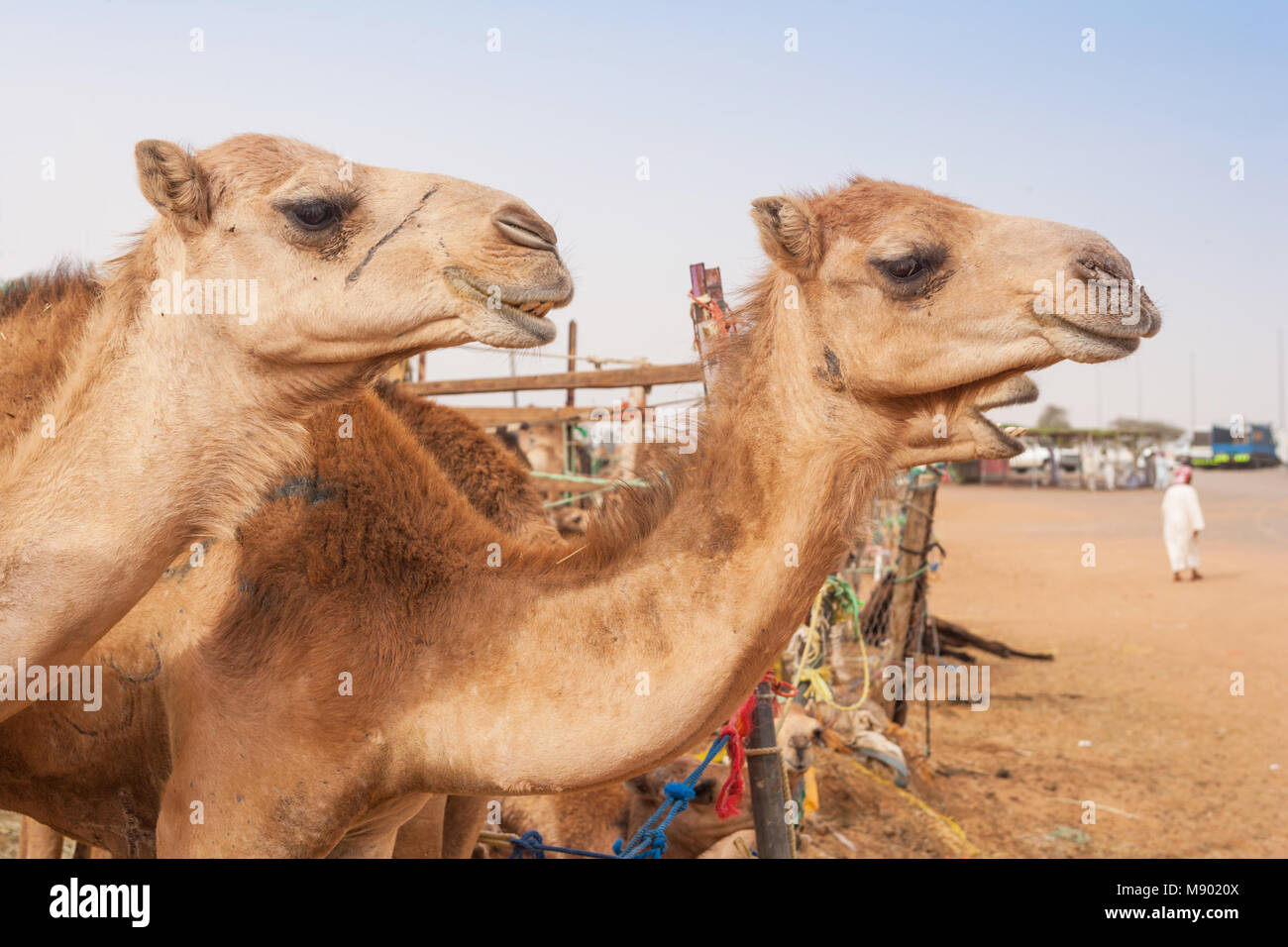 Camels at the Camel Market in Al Ain in the United Arab Emirates Stock ...