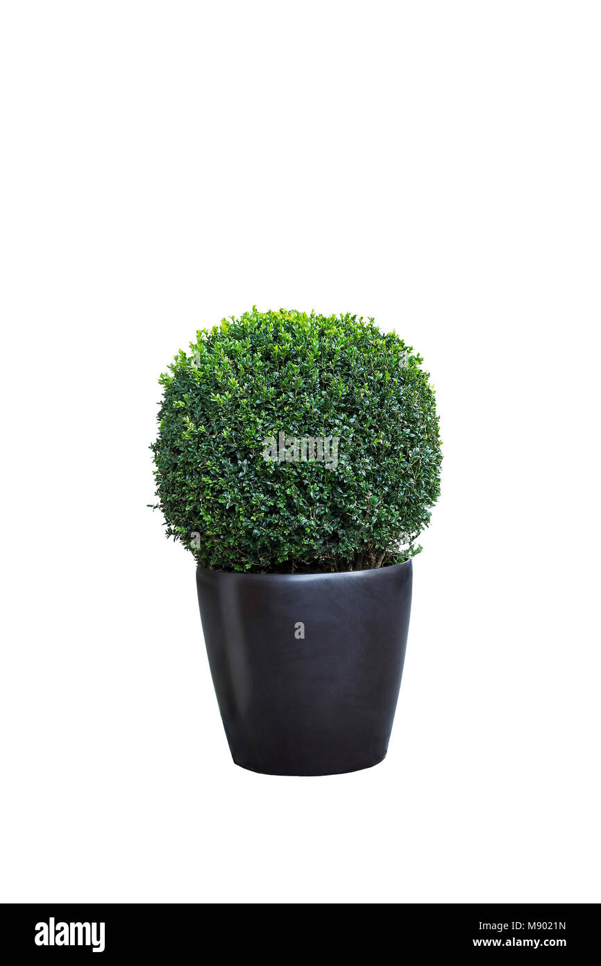 Evergreen tree Buxus sempervirens (common box, European box, or boxwood ...