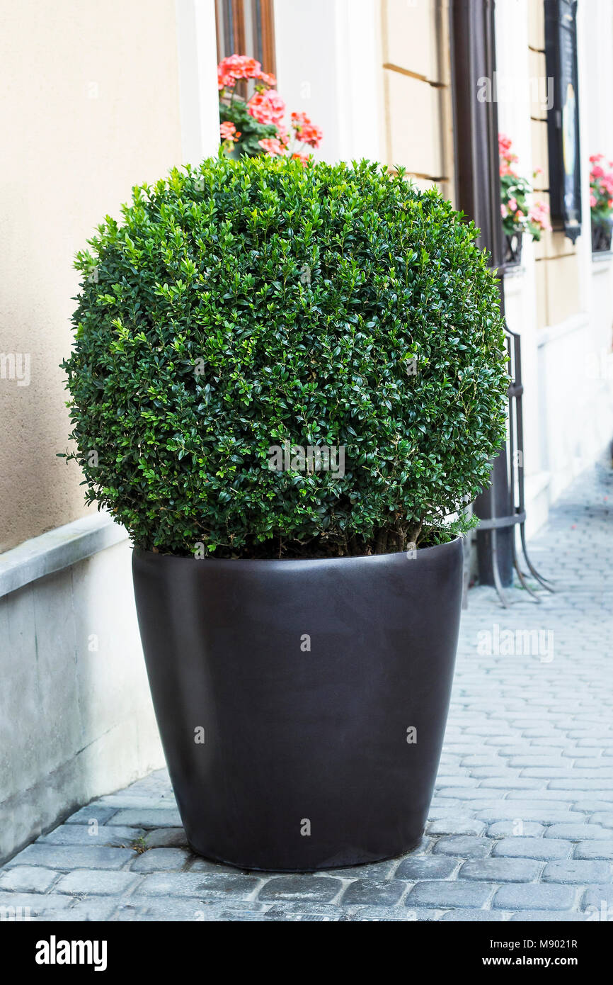 Buxus sempervirens hi-res stock photography and images - Alamy