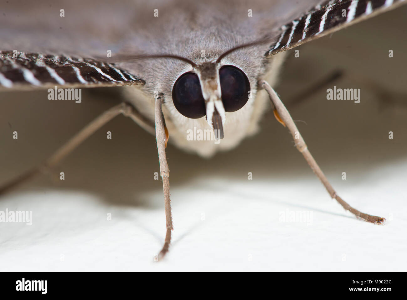Moth face close up hi-res stock photography and images - Alamy