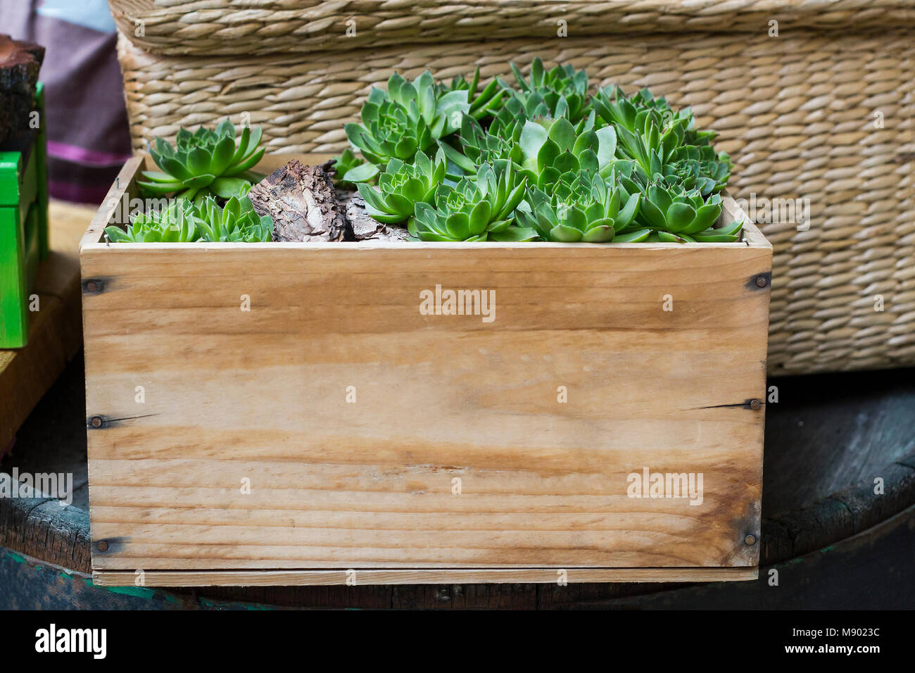 Succulents grow in wooden box, side view Stock Photo - Alamy