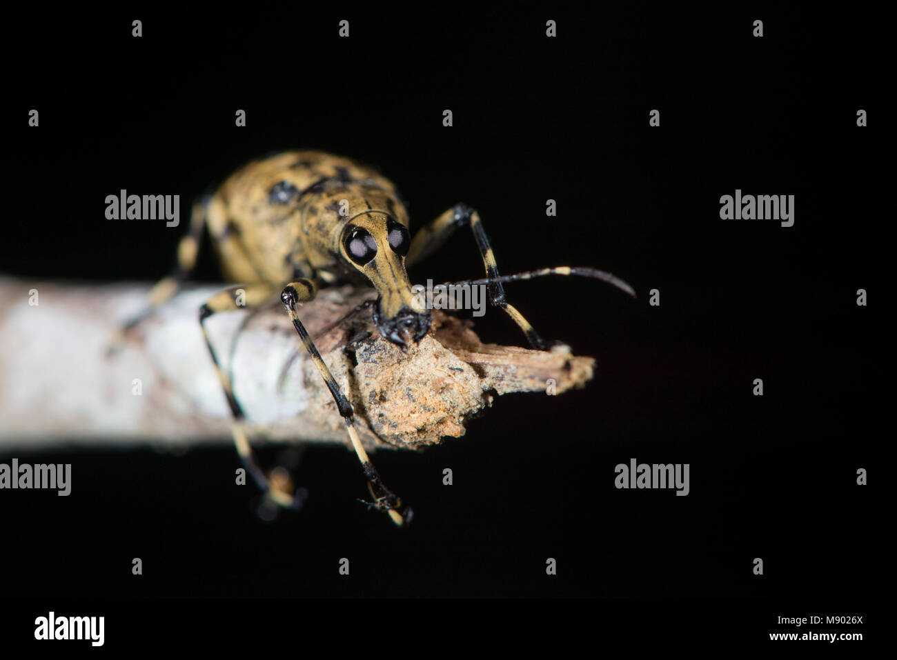 A Weevil, Belidae sp, Maliau Basin, Sabah, Malaysia, Borneo Stock Photo ...