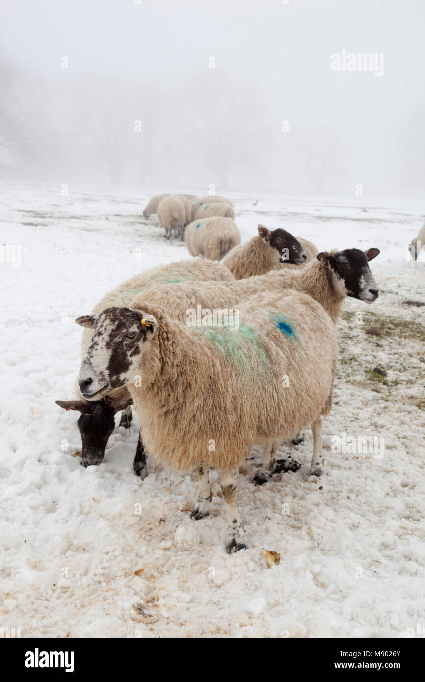 Sheep in snow hi-res stock photography and images - Alamy