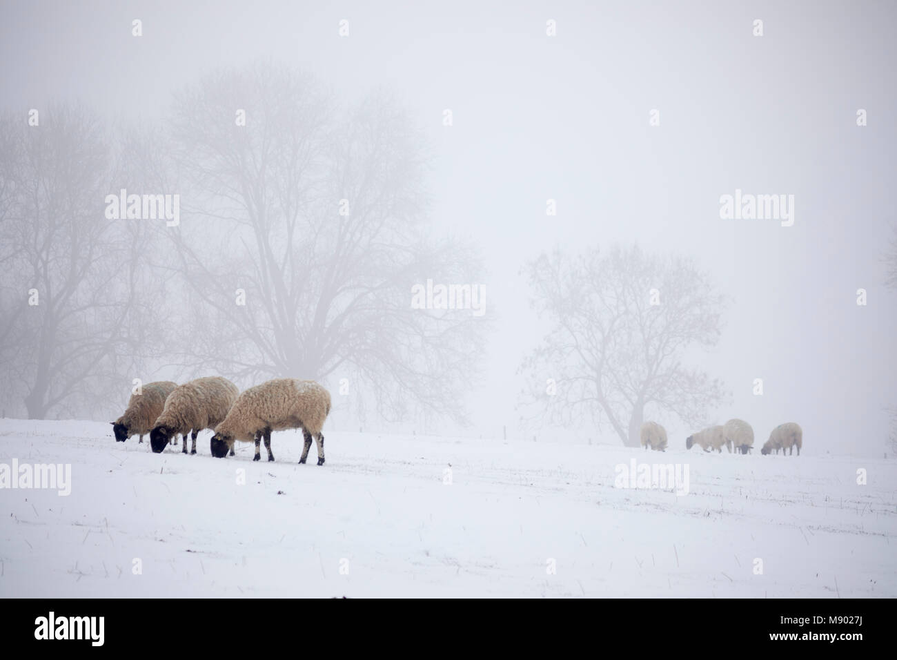 White sheep in snow and fog, Chipping Campden, The Cotswolds ...