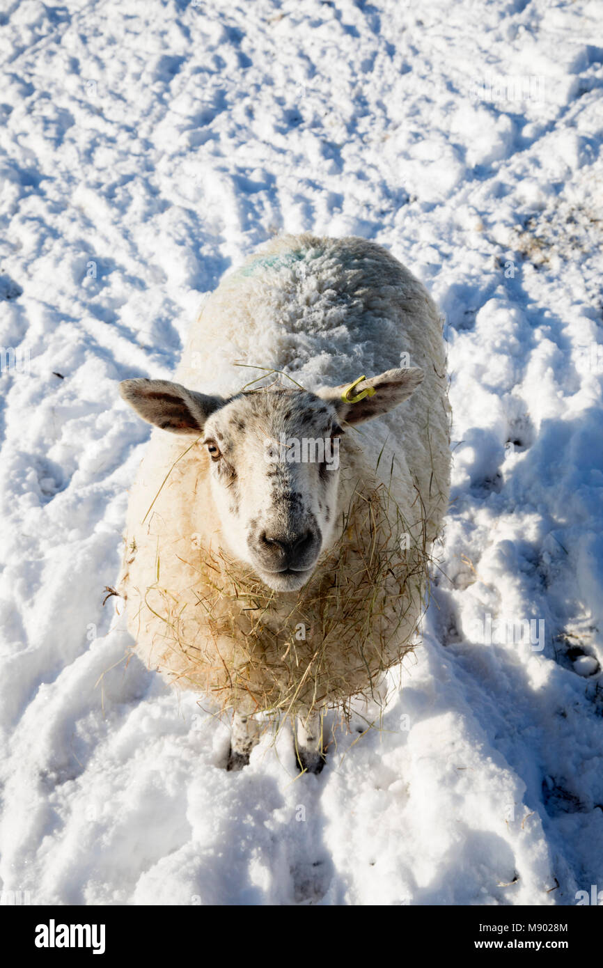 Burwash weald winter hi-res stock photography and images - Alamy