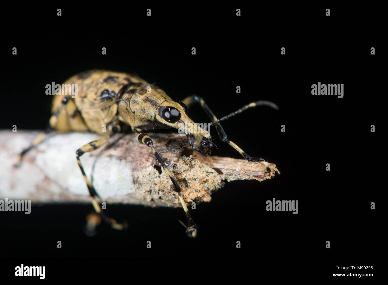 Weevil of borneo hi-res stock photography and images - Alamy