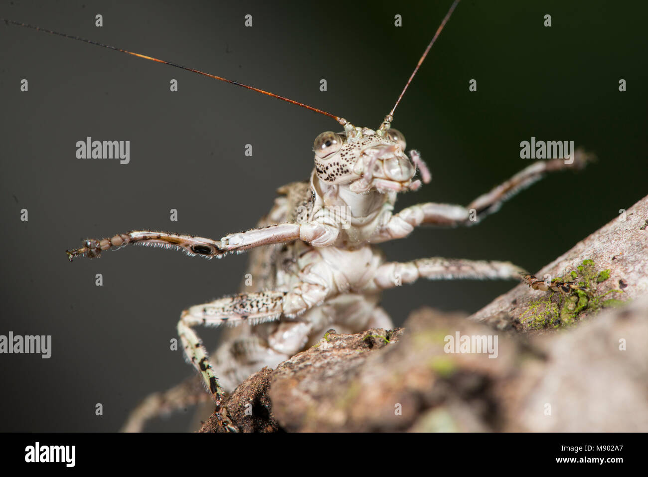 Zulpha perlaria hi-res stock photography and images - Alamy