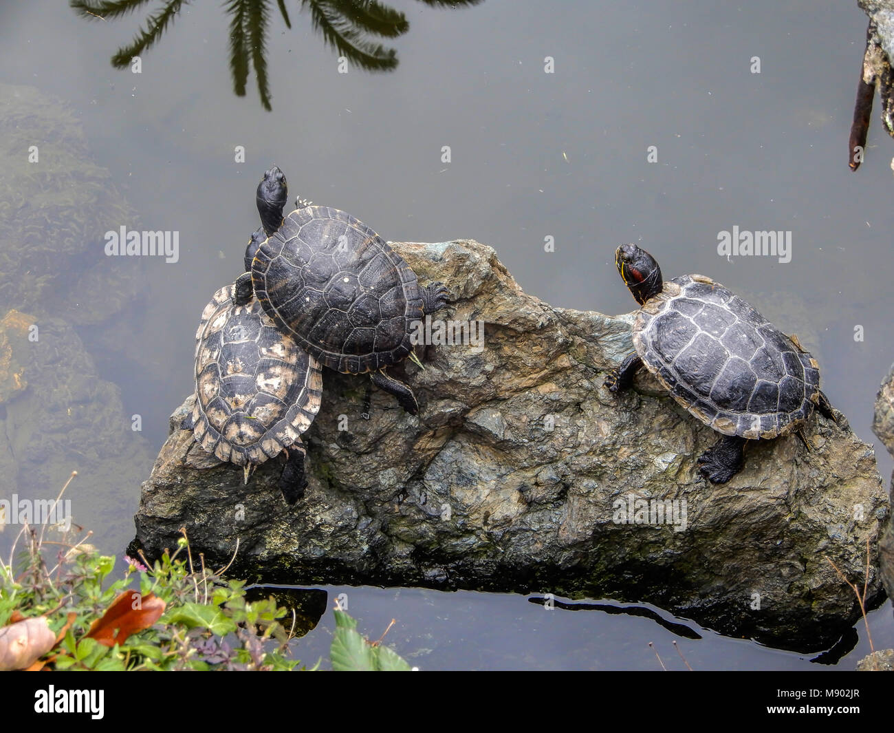 Group of turtles in a pond Stock Photo - Alamy