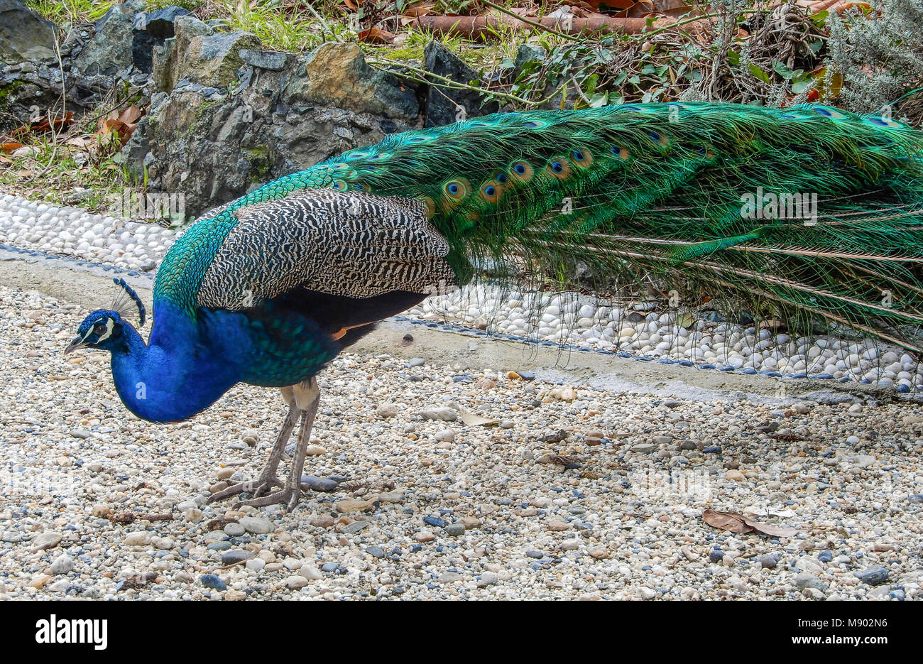 Peacock side view Stock Photo - Alamy
