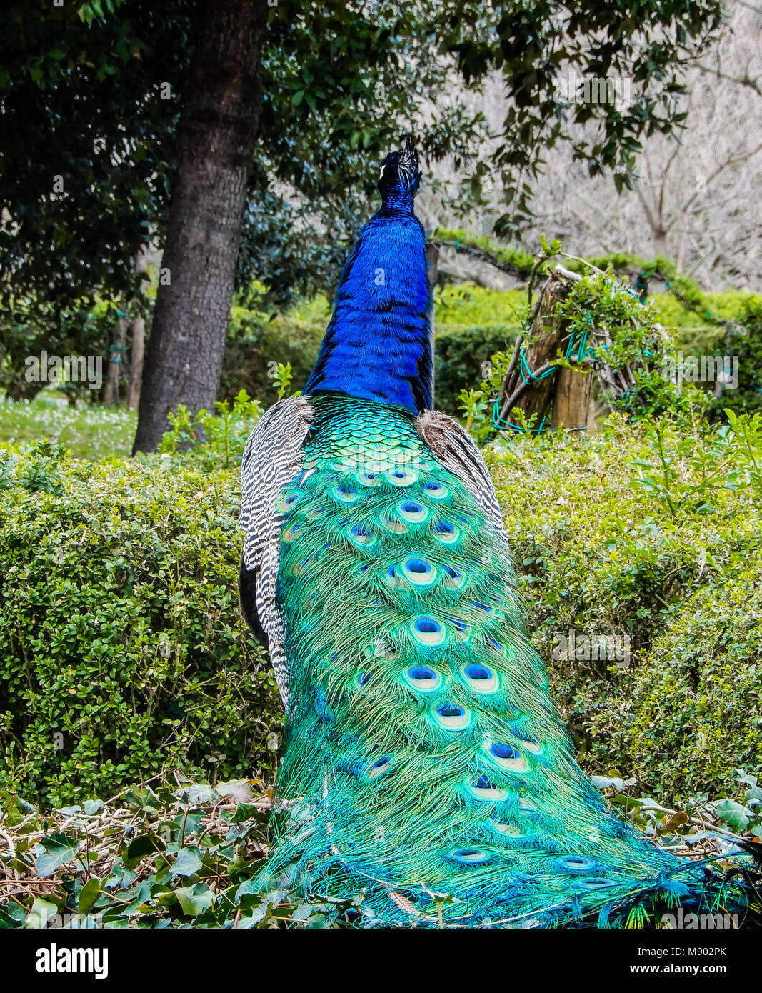 Back view of a beautiful male peacock swowing its colorful plumage ...