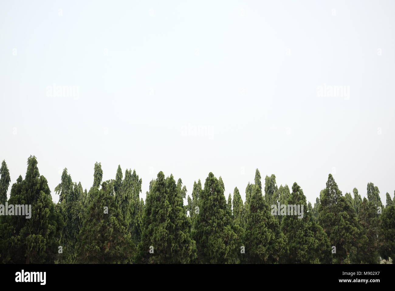 a clean landscape background photo of a sky with trees underneath Stock ...