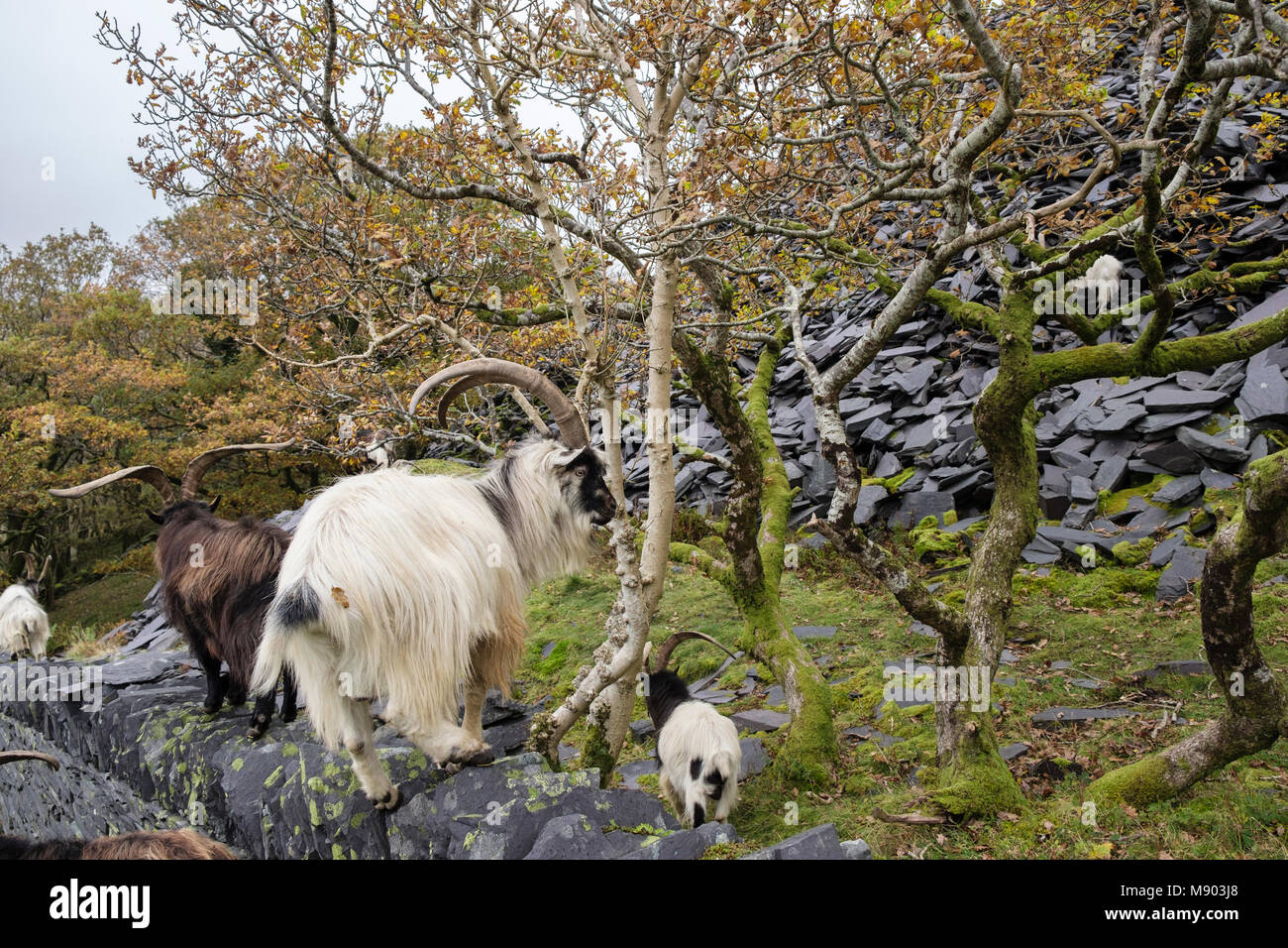Herd of wild feral goats in Dinorwig slate quarry on Elidir Fawr in ...