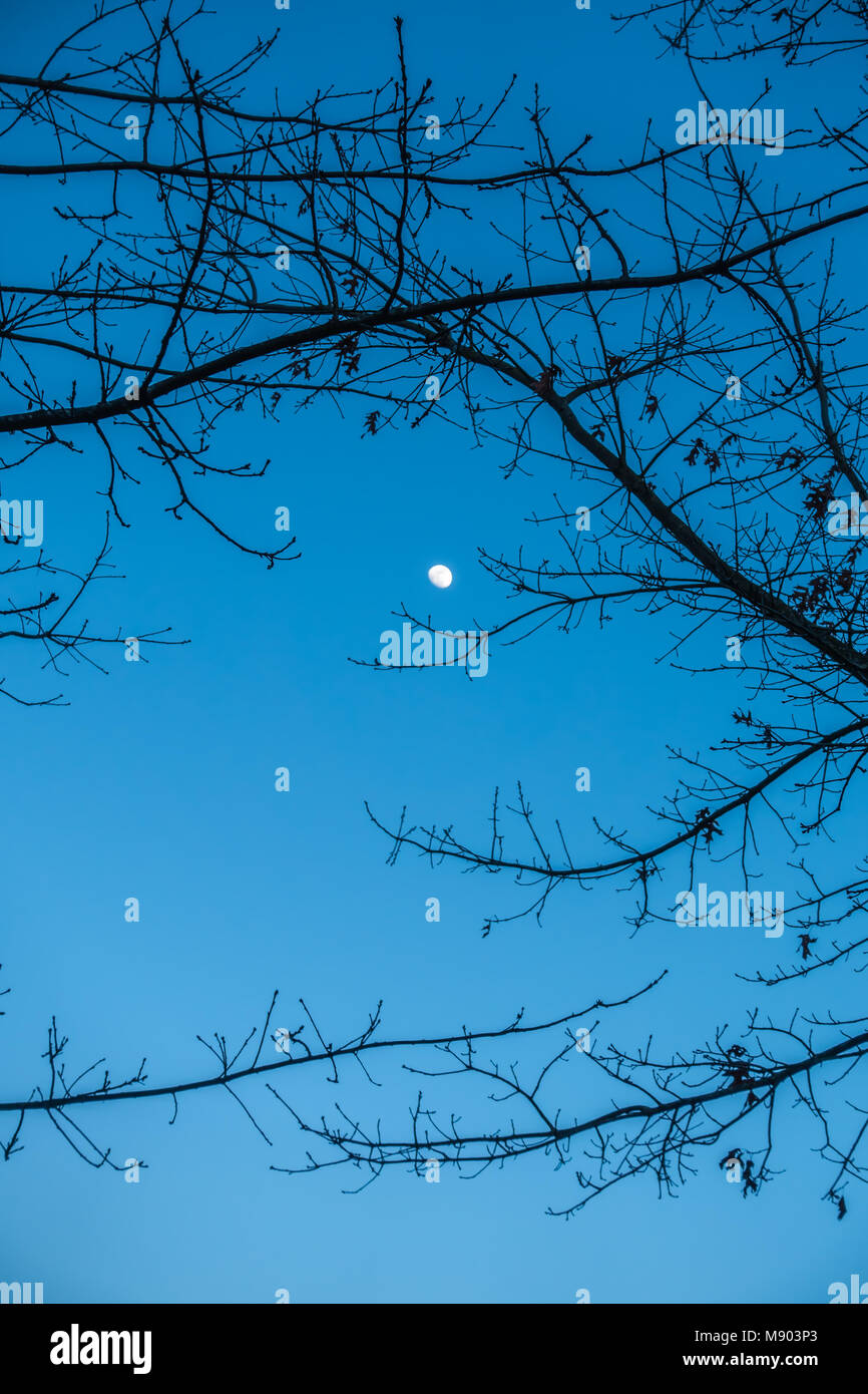 A view of the moon behind silhouetted branches Stock Photo - Alamy