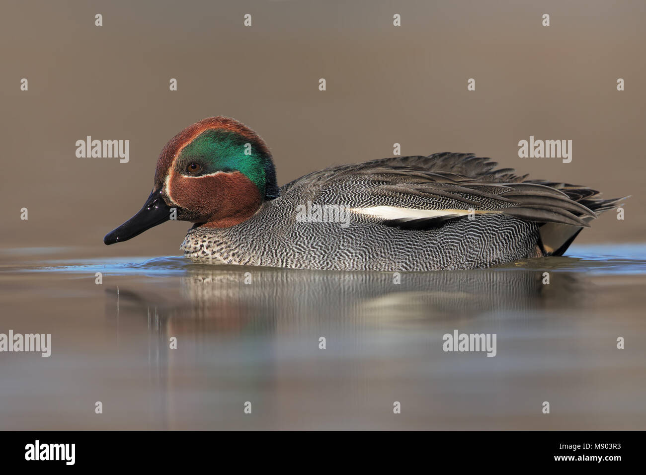 Undertail hi-res stock photography and images - Alamy