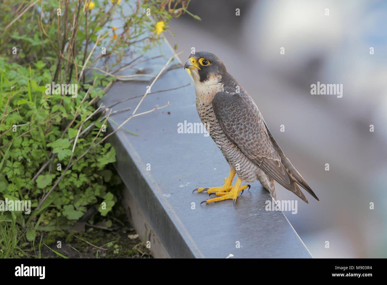 Peregrine hi-res stock photography and images - Alamy