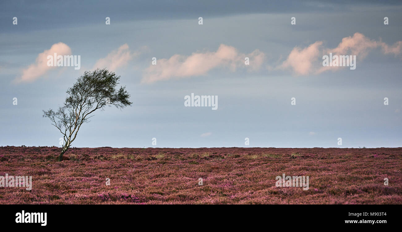 Derbyshire heather hi-res stock photography and images - Alamy