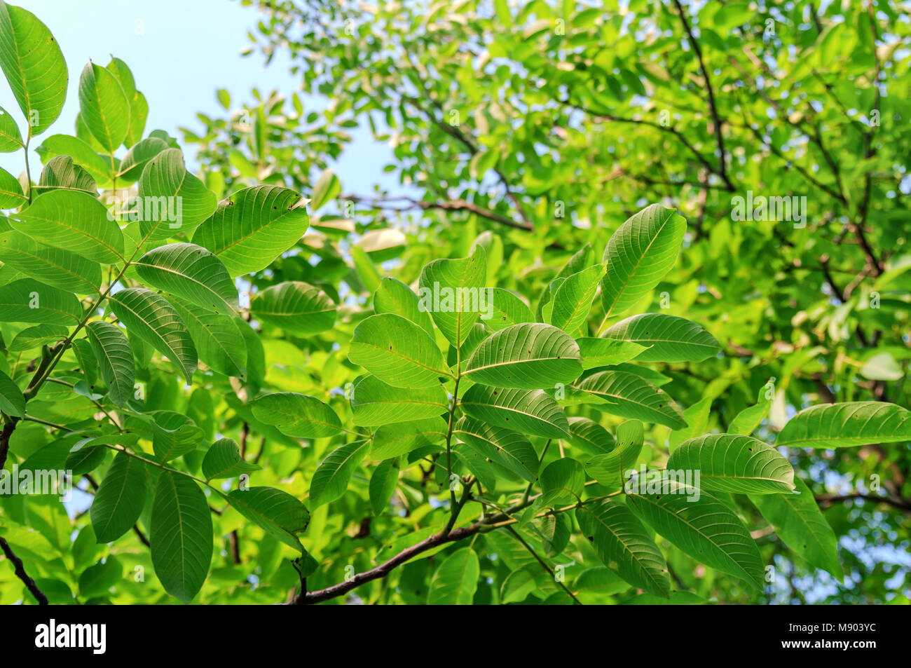 Walnut tree branch with green leaves Stock Photo - Alamy