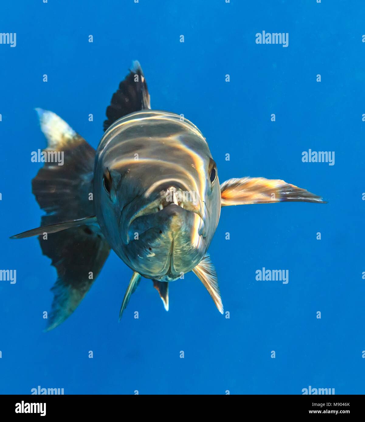 Barracuda is in The Indian Ocean, Maldives Stock Photo - Alamy