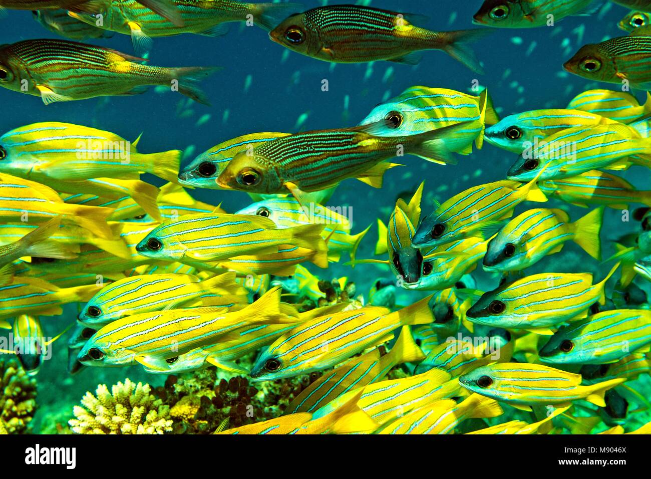 School of fish inThe Indian Ocean, Maldives Stock Photo - Alamy
